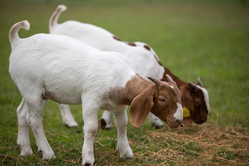 Fight Flies that Irritate Sheep & Goats | ClariFly Larvicide