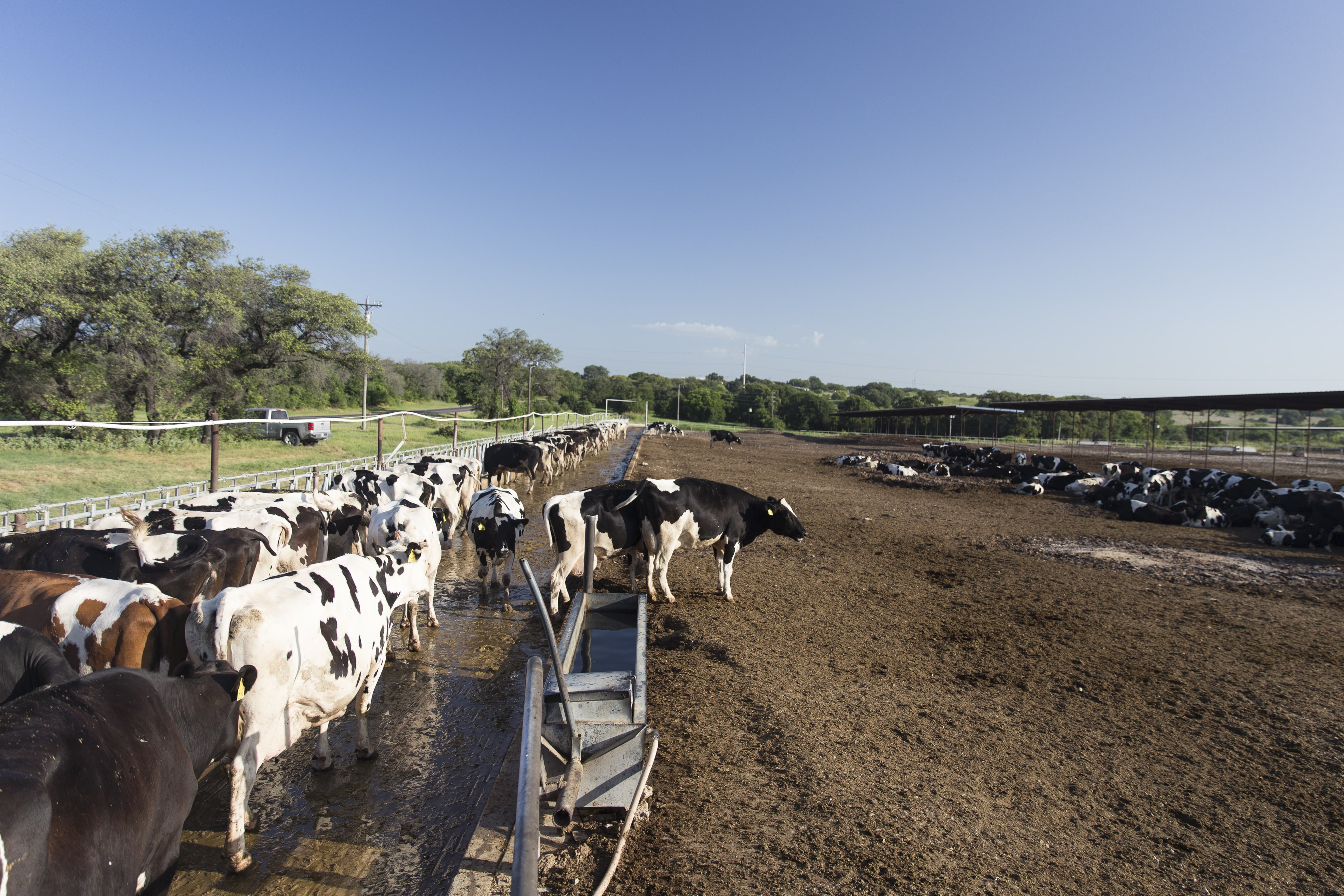 Proper Manure Management Key To Fly Control On Dairies ClariFly Larvicide