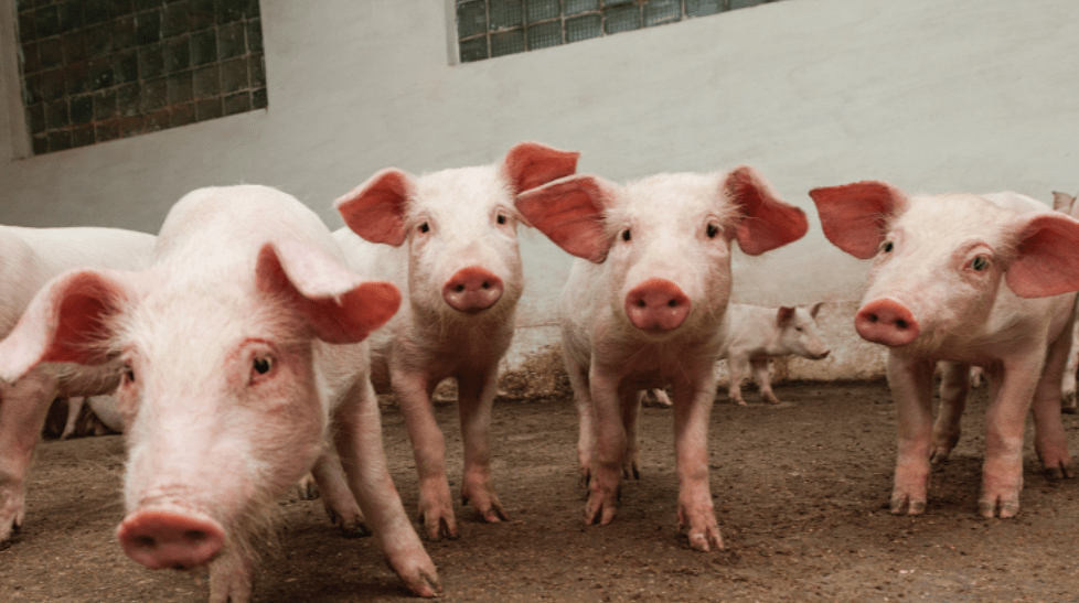Controlling Flies on a Swine Operation|ClariFly Larvicide