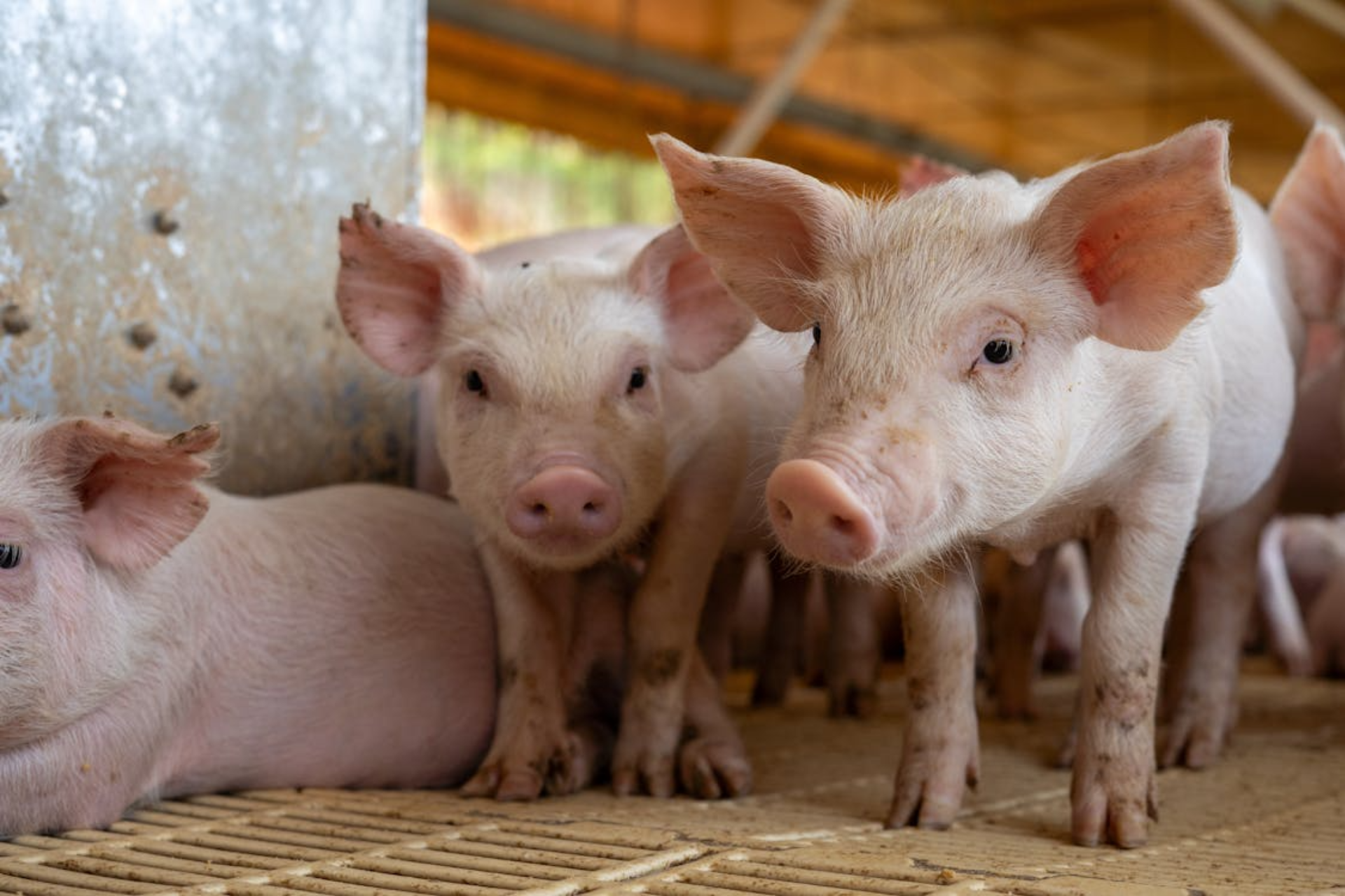 Season-Long Fly Control Strategies for Swine Operations & Hog Facilities