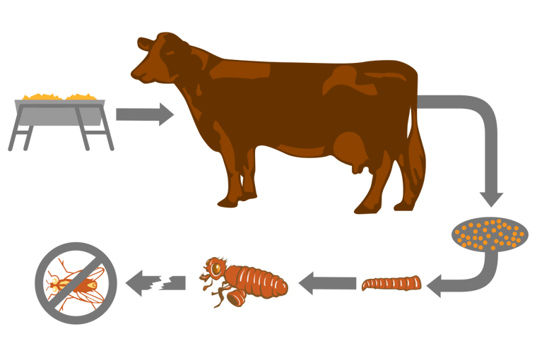 Feed Through Fly Control | ClariFly® Larvicide